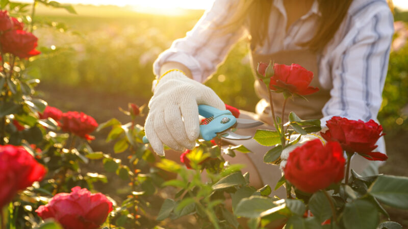 Beginner’s Guide to Growing Roses – Mother Earth News
